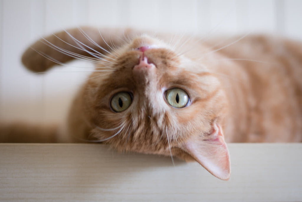 Problems feeding your cat with raw food? – Moz Pet